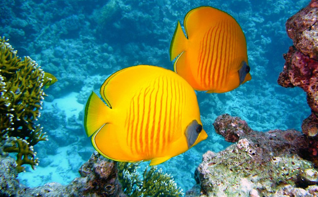 Los cinco peces más bellos del mundo - peceras.es